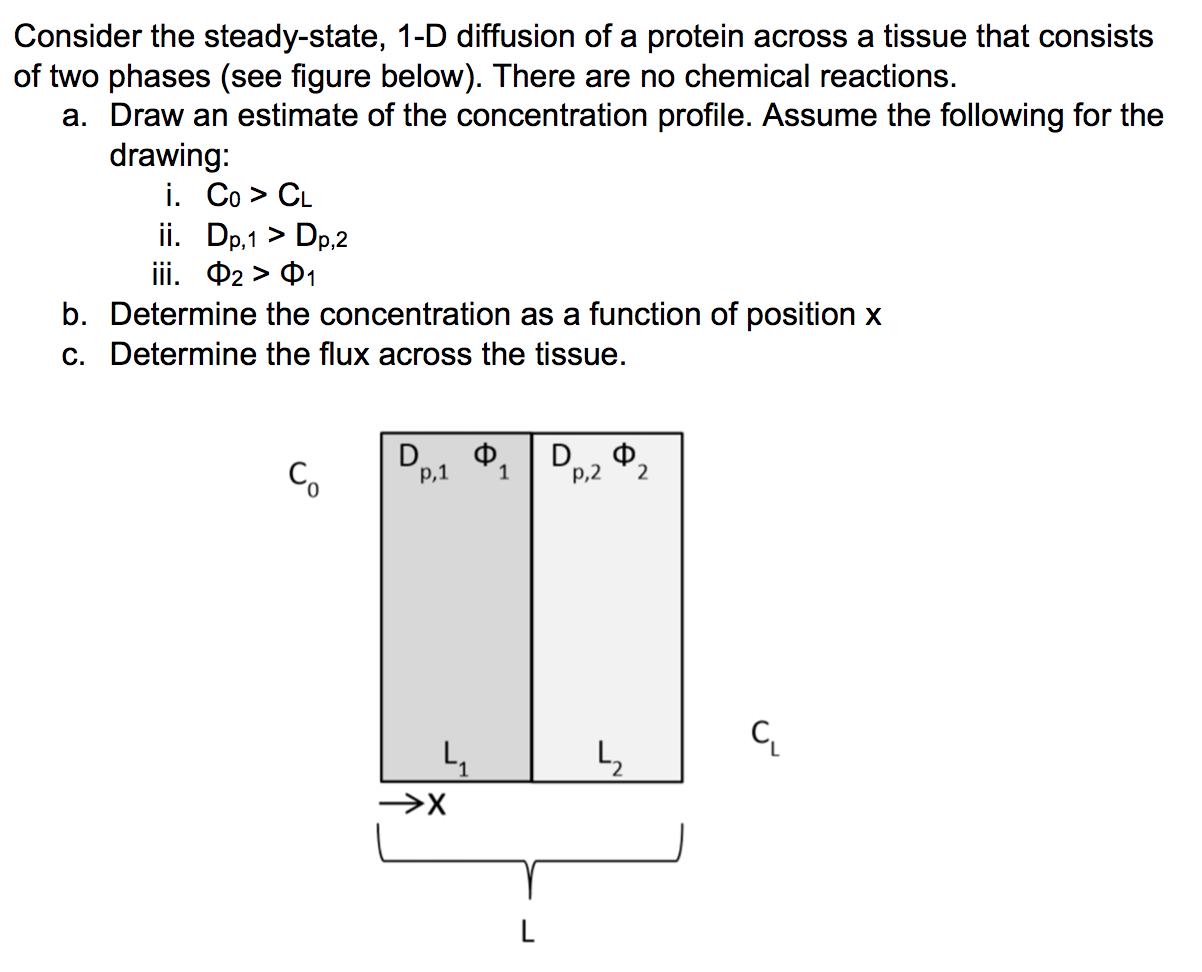 Consider the steady-state, 1-D diffusion of a protein | Chegg.com