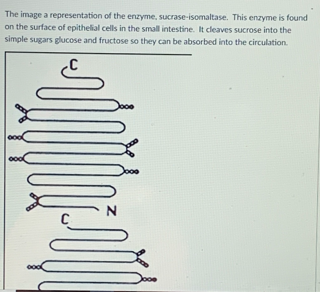 Solved The image a representation of the enzyme, | Chegg.com