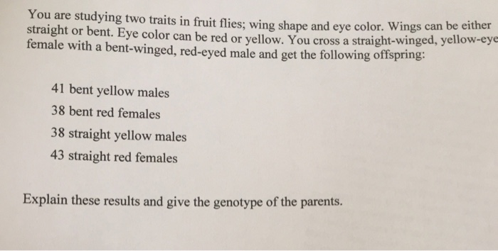 Solved You are studying two traits in fruit flies; wing | Chegg.com