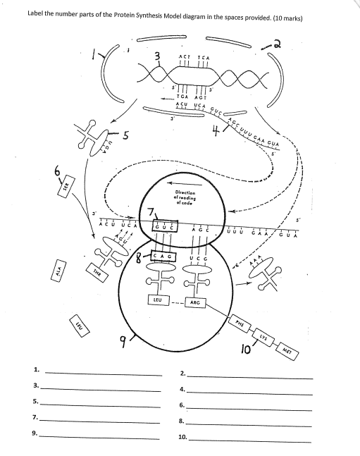 Solved Label the number parts of the Protein Synthesis Model | Chegg.com