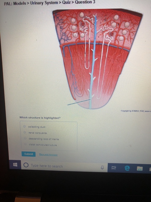 Solved 3 PAL: Models> Urinary System > Quiz> Question Which | Chegg.com