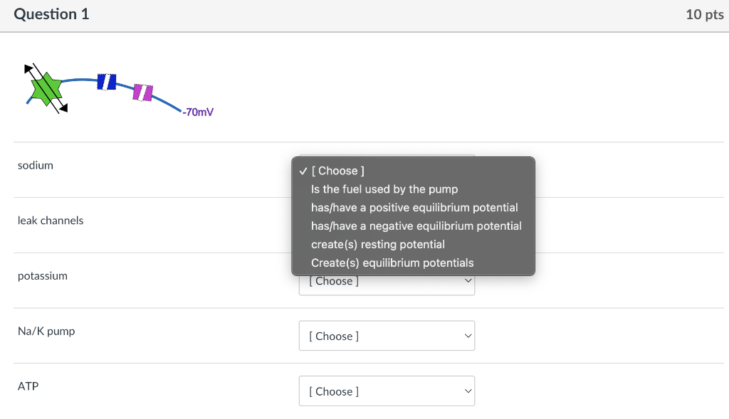 Solved sodium leak channels potassium Na/K pump | Chegg.com