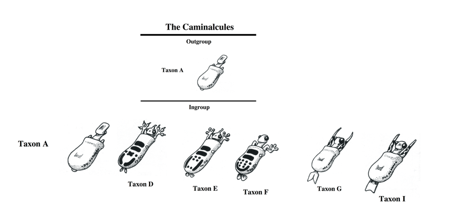 Solved Construct your Caminalcule cladogram based off | Chegg.com