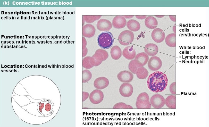 Blood Connective Tissue 400x