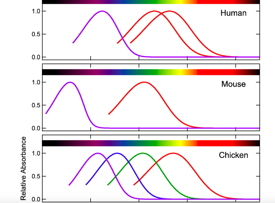 Solved 1.0F Human 0.5 0.0 E 1.0 Mouse 0.0E 1.0 Chicken o 0.5 | Chegg.com