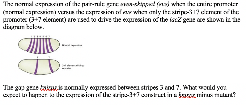 Solved The normal expression of the pair-rule gene | Chegg.com