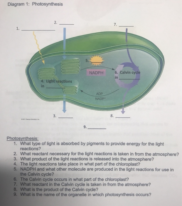 Solved Diagram 1: Photosynthesis 2. 7. 1. 5. 6. Calvin cycle | Chegg.com