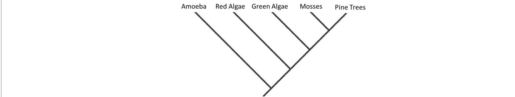 Solved 23. In the phylogeny above, which of the following | Chegg.com