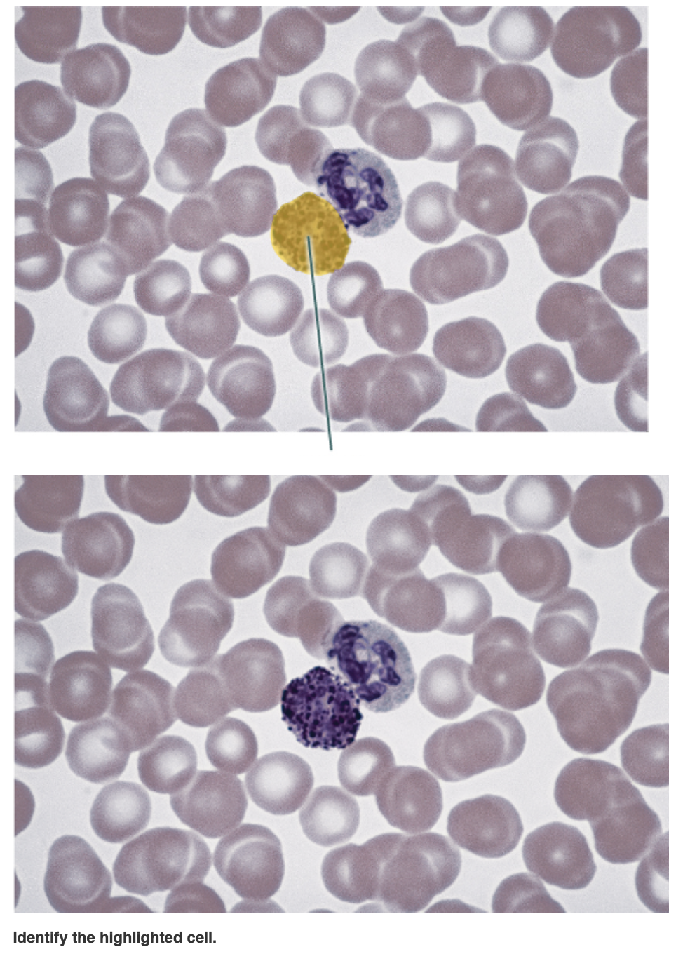Solved Identify the highlighted cell. Identify the | Chegg.com Solved Identify the highlighted cell. Identify the | Chegg.com