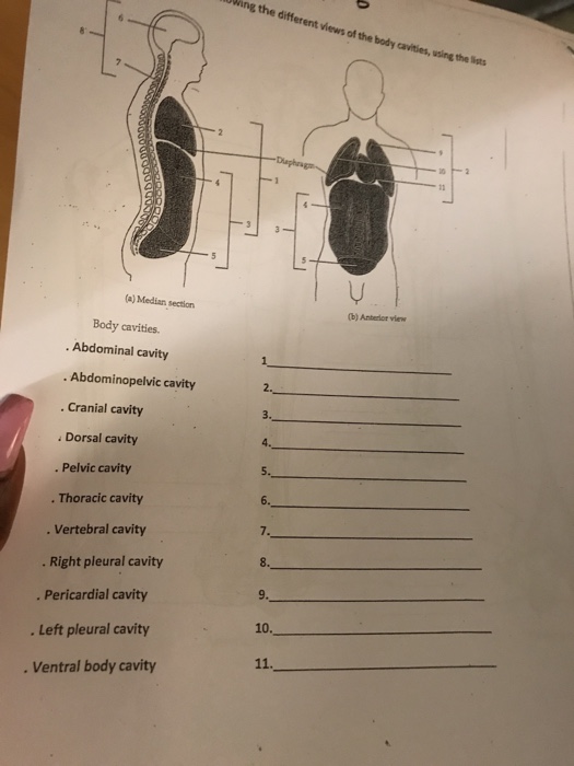 Solved g the different views of the body cavities, using the | Chegg.com