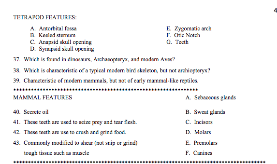 Solved TETRAPOD FEATURES A. Antorbital fossa E. Zygomatic | Chegg.com