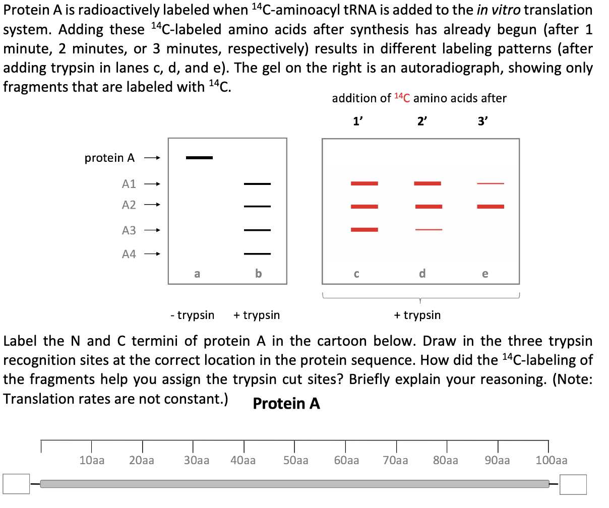 Solved In in vitro translation system allows for synthesis | Chegg.com