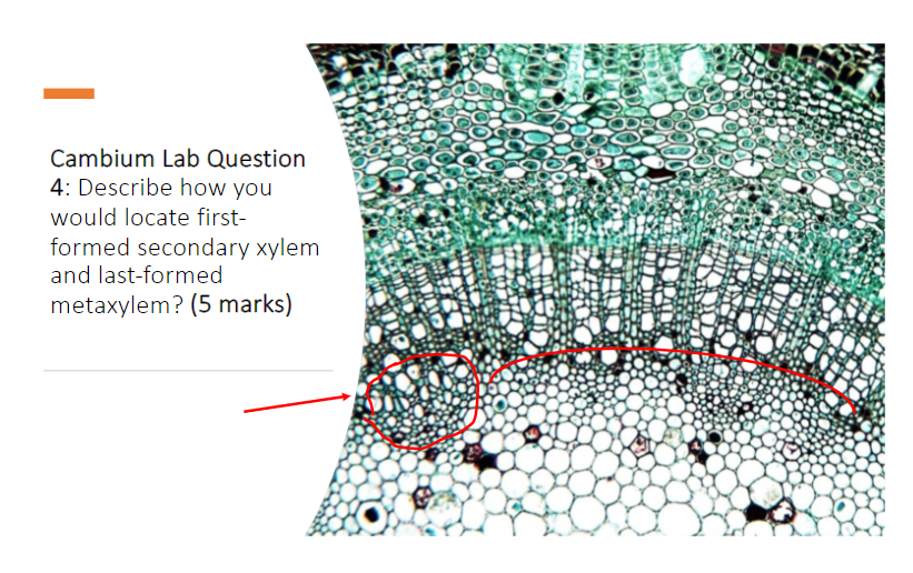 Solved Cambium Lab Question 4: Describe how you would locate | Chegg.com