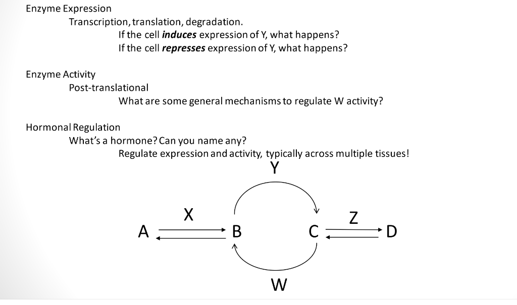 Solved Enzyme Expression Transcription, translation, | Chegg.com