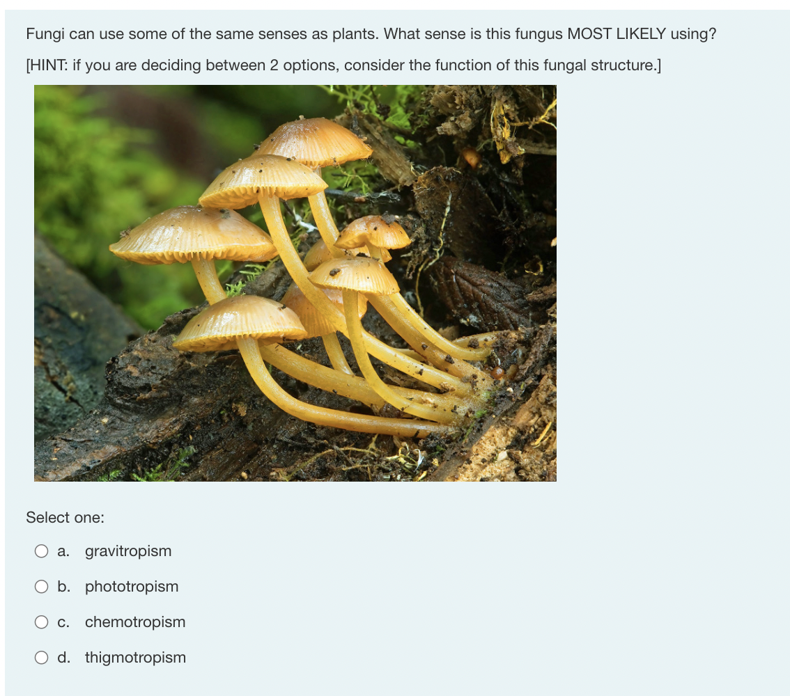 Solved Fungi can use some of the same senses as plants. What | Chegg.com