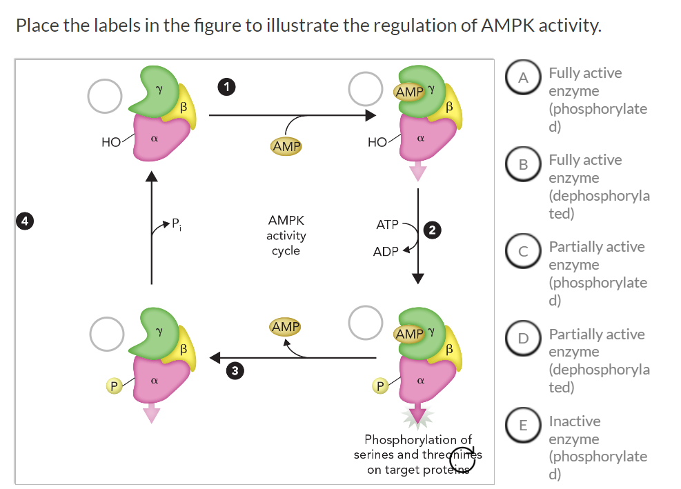 Solved Place the labels in the figure to illustrate the | Chegg.com
