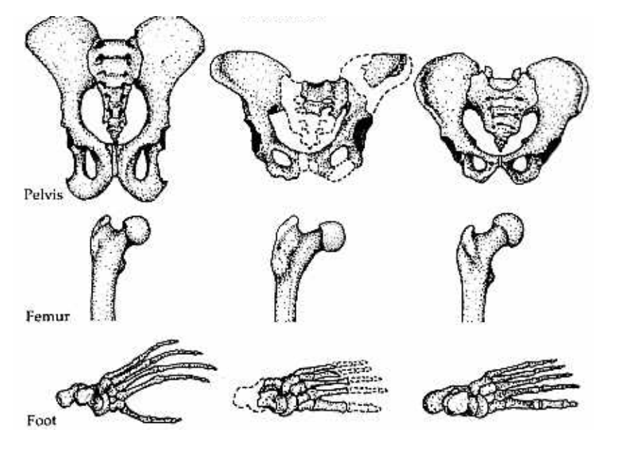 Solved Compare the pelvis, the femur, and the foot of a | Chegg.com