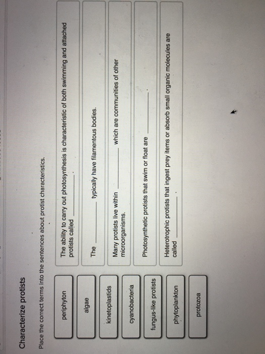 Solved Characterize protists Place the correct terms into | Chegg.com