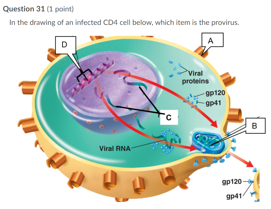 Solved Question 31 (1 point) In the drawing of an infected | Chegg.com
