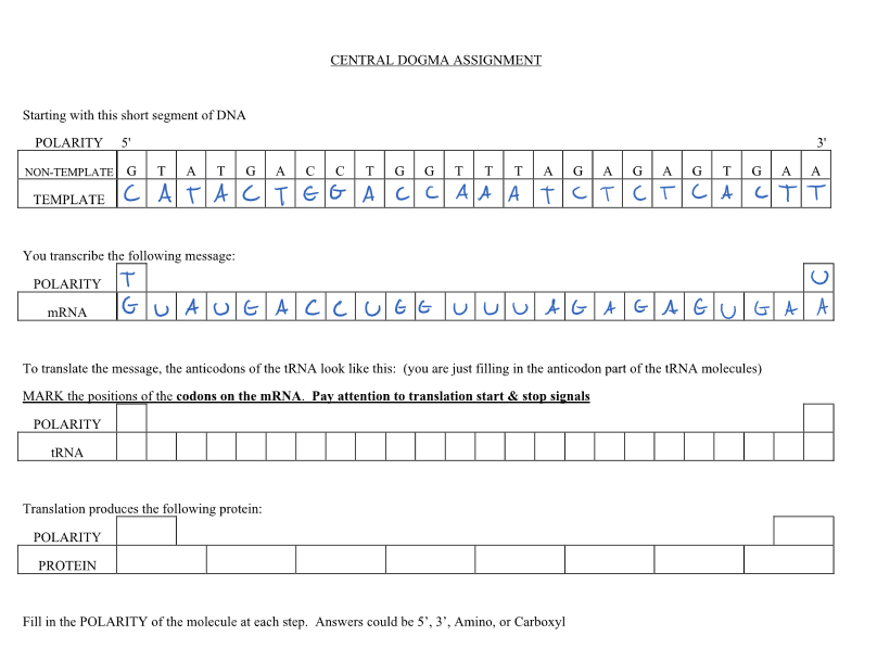 Solved CENTRAL DOGMA ASSIGNMENT Starting with this short | Chegg.com