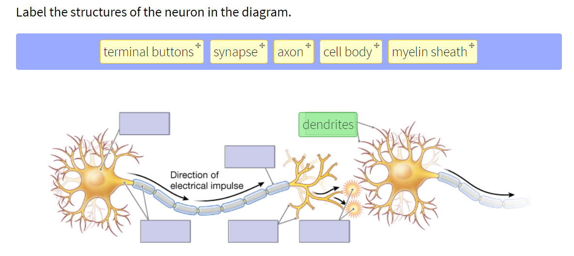 Solved Label the structures of the neuron in the diagram. | Chegg.com