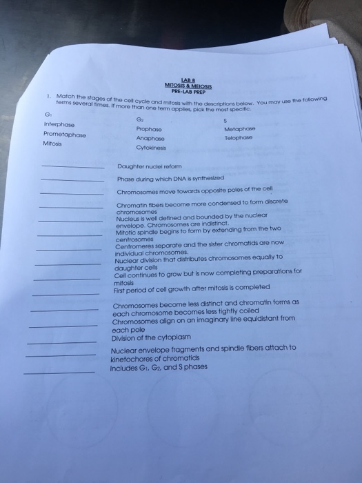 Solved MITOSIS& MEIOSIS PRE-LAB PREP . Match the stages of | Chegg.com