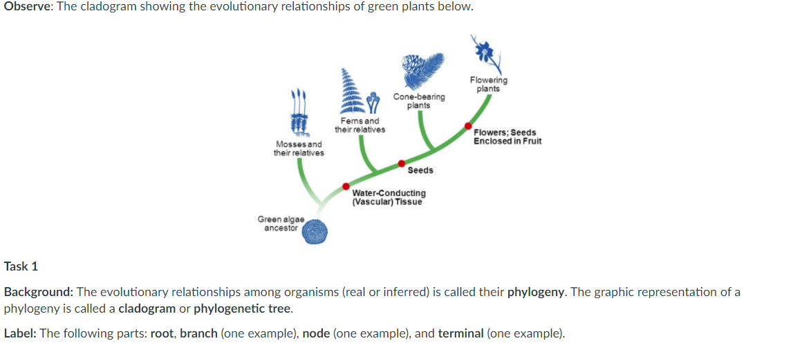 Solved Observe: The cladogram showing the evolutionary | Chegg.com