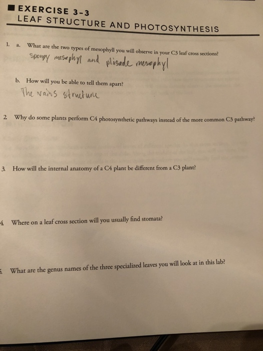 Solved EXERCISE 3-3 LEAF STRUCTURE AND PHOTOSYNTHESIS 1. a. | Chegg.com