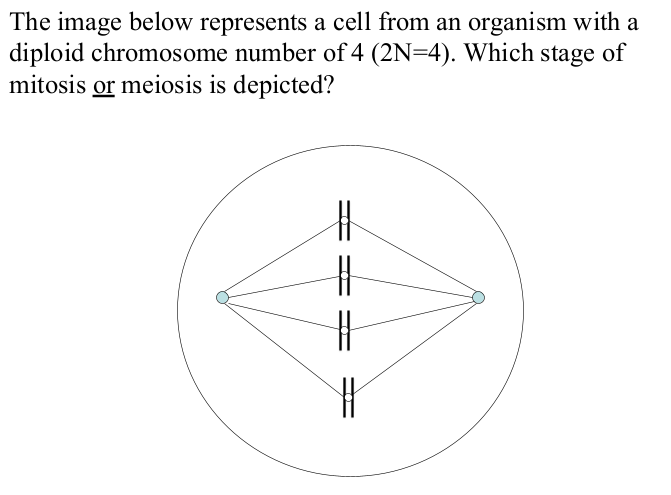 Solved The image below represents a cell from an organism | Chegg.com