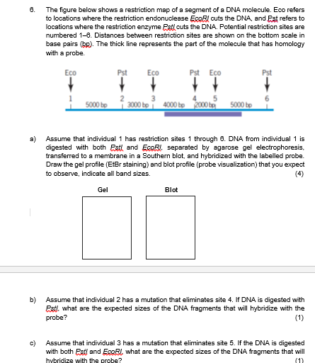 Solved The figure below shows a restriction map of a segment | Chegg.com