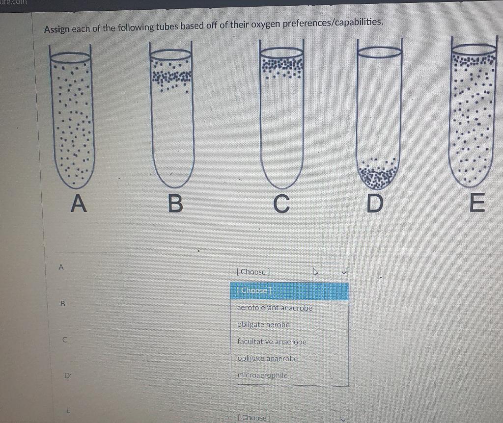Solved options are aerotolerant anaerobe, obligate | Chegg.com