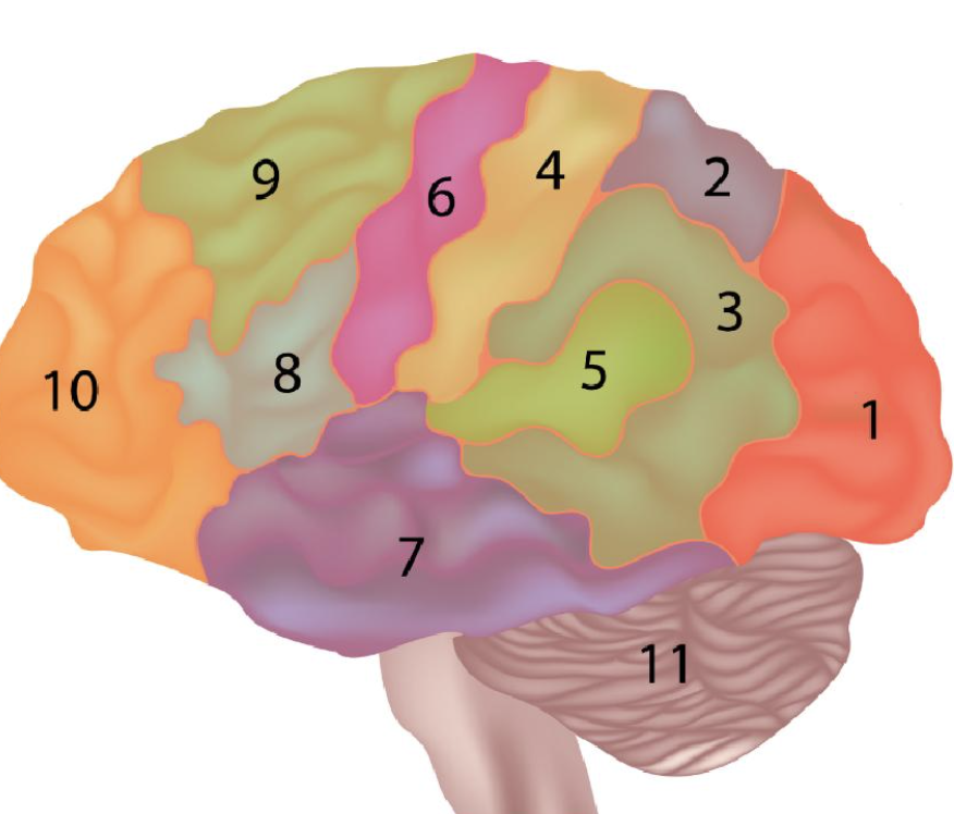 Solved primary motor area sensory association area visual | Chegg.com