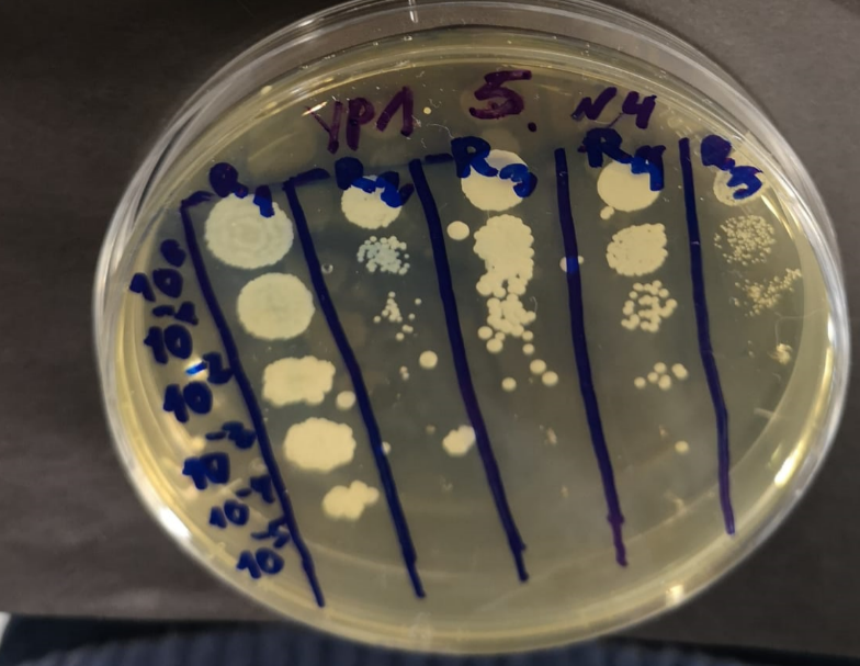 Spot test! "Compare your obtained results (yeast- | Chegg.com