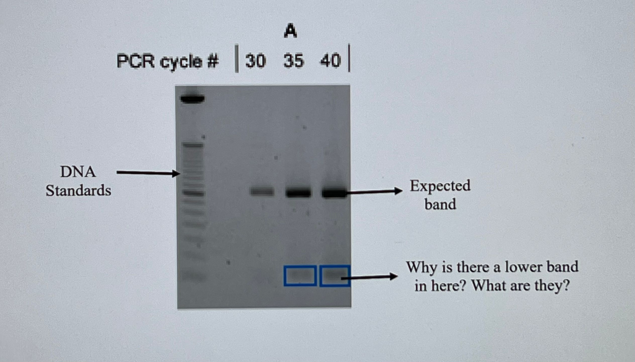 Solved Below is the result of PCR products running on | Chegg.com