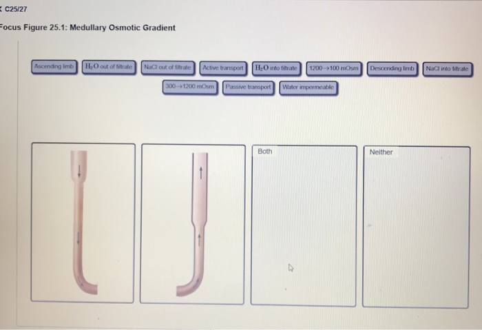 Solved C25/27 ocus Figure 25.1: Medullary Osmotic Gradient | Chegg.com