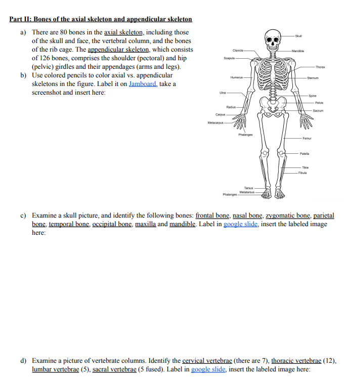 Part II: Bones of the axial skeleton and appendicular | Chegg.com