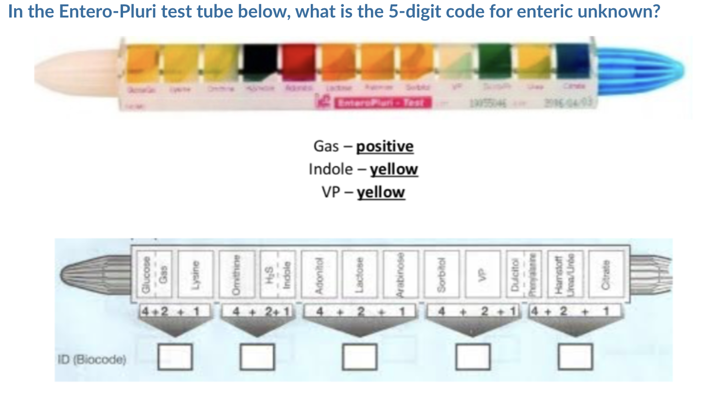Solved In the Entero-Pluri test tube below, what is the | Chegg.com