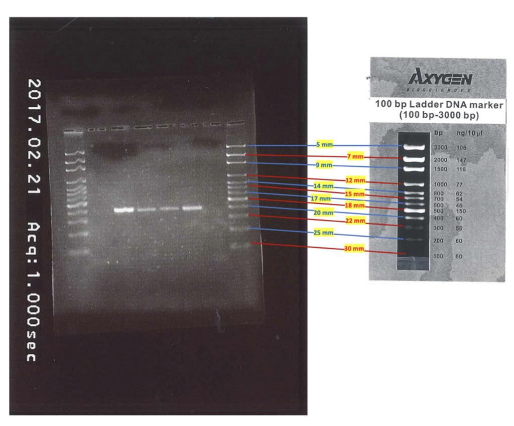 Solved In the PCR reaction, the extension time for the | Chegg.com