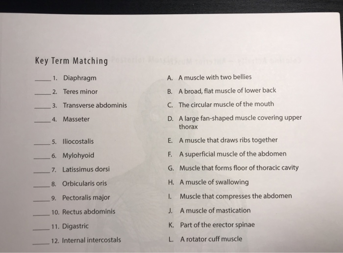 Solved Key Term Matching 1. Diaphragm 2. Teres minor A. A | Chegg.com