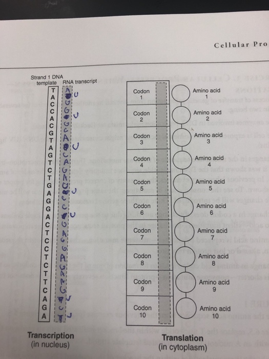 Solved Cellular Pro Strand 1 DNA template RNA transcript | Chegg.com
