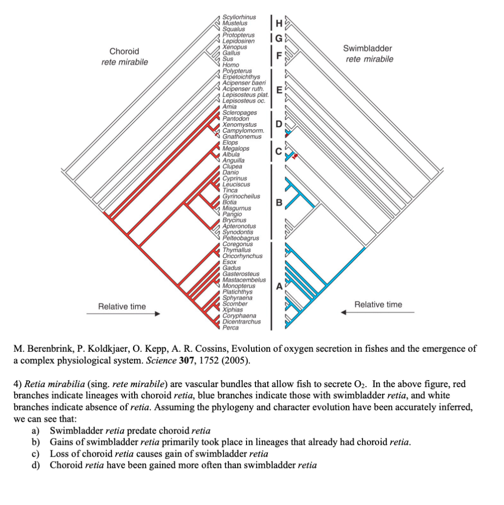 Solved THS IL Choroid rete mirabile Swimbladder rete | Chegg.com