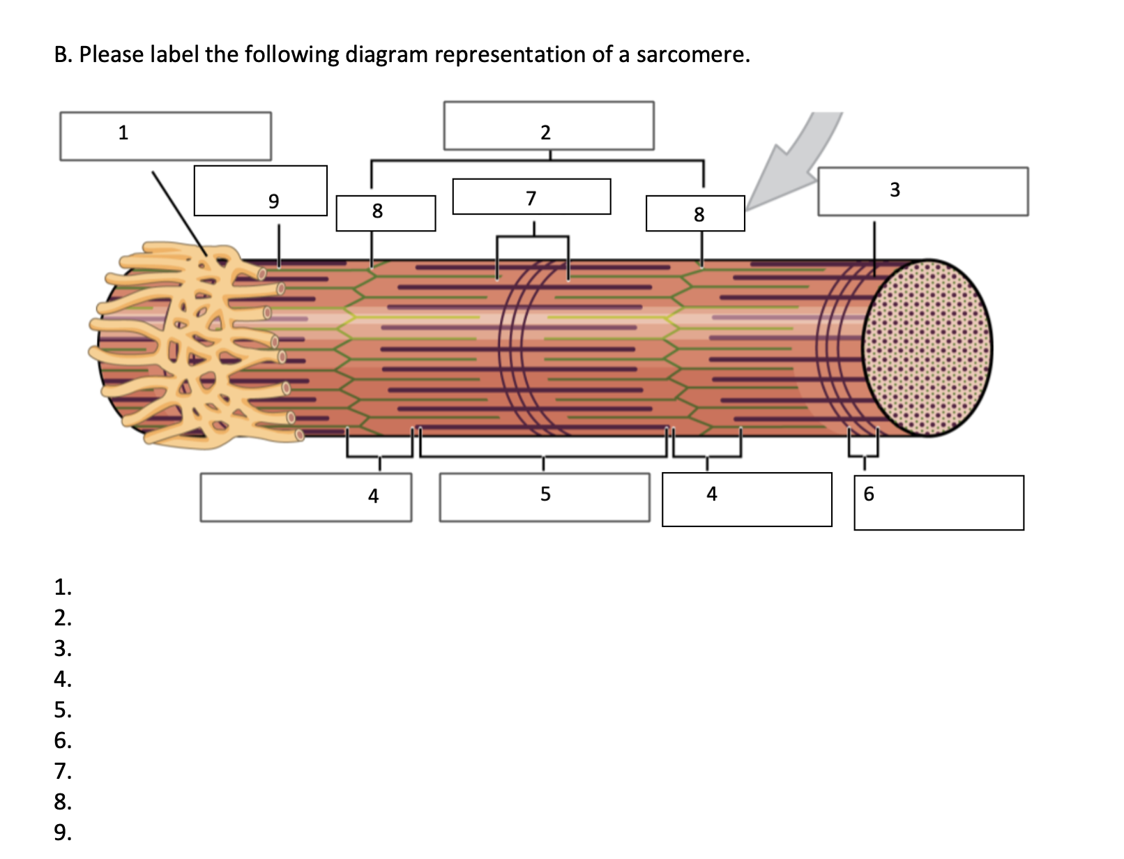 Solved B. Please label the following diagram representation | Chegg.com