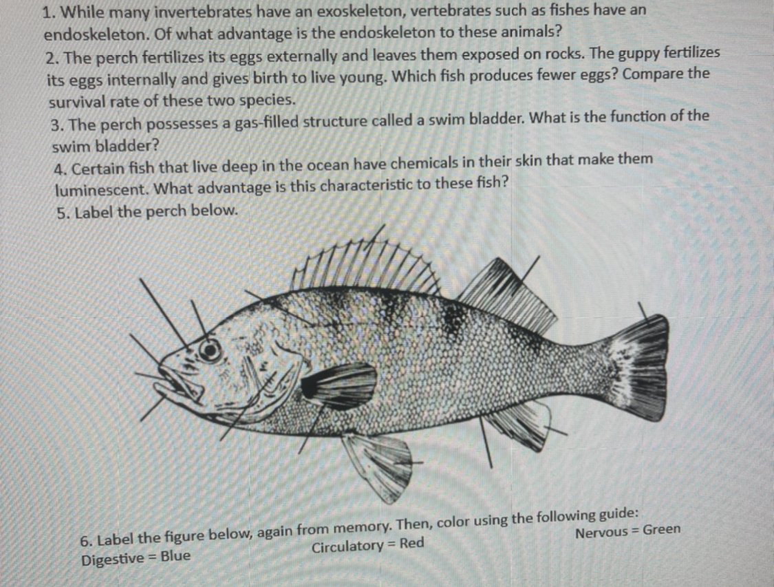Endoskeleton Fish