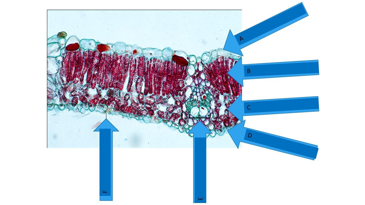 Solved Match the letter to the part of the leaf | Chegg.com