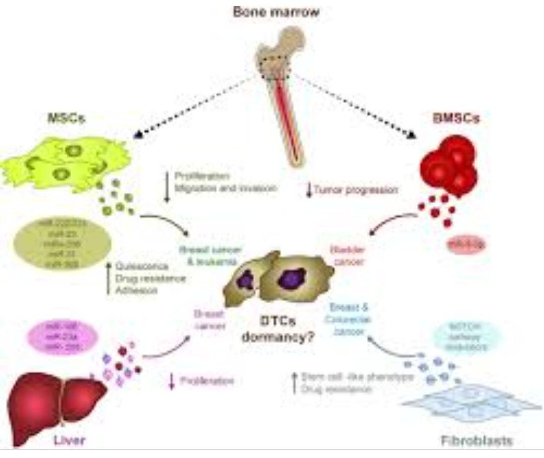 Solved Bone marrow MSC BMSCS Tuner progression nas பல D OTCS | Chegg.com