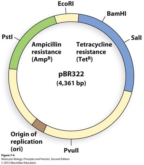 Solved The plasmid cloning vector pBR322 (refer to the | Chegg.com