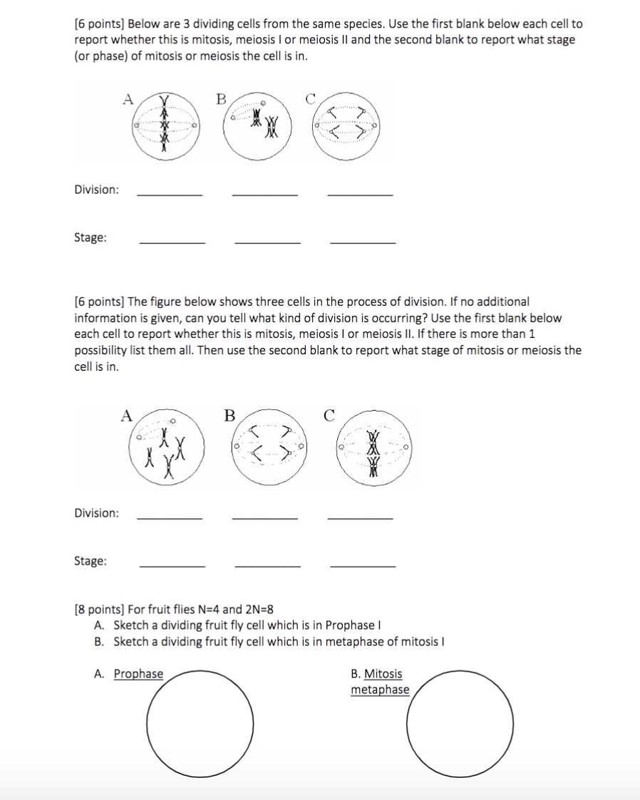 Solved [6 points] Below are 3 dividing cells from the same | Chegg.com