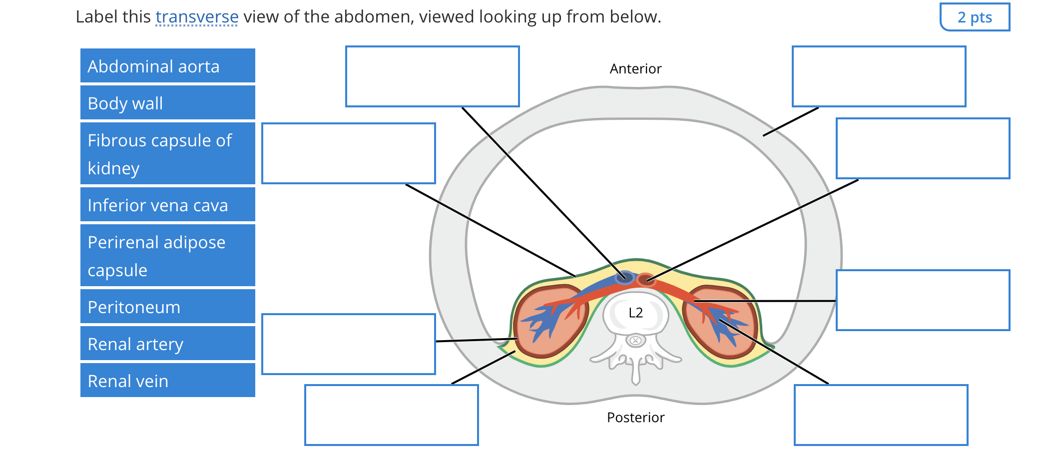 Solved Label this transverse view of the abdomen, | Chegg.com