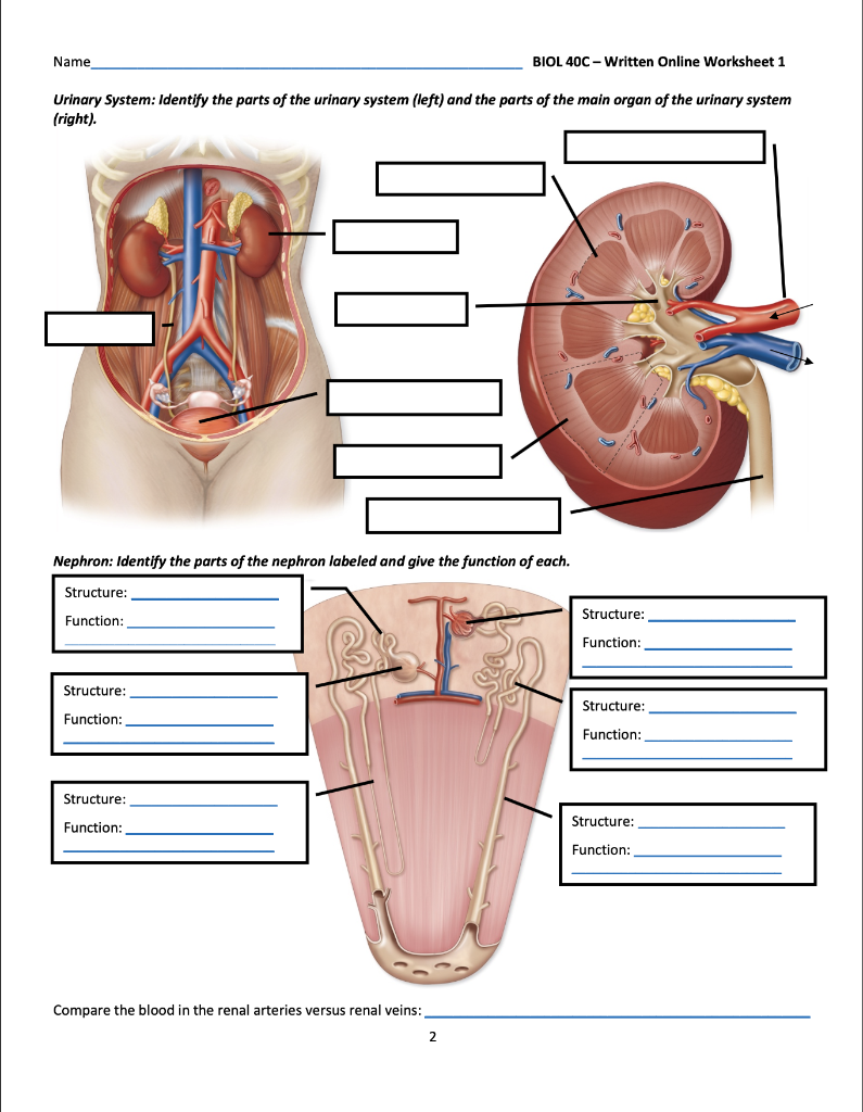 Solved Name BIOL 40C - Written Online Worksheet 1 Urinary | Chegg.com