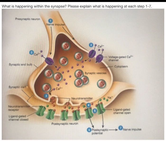 Solved What is happening within the synapse? Please explain | Chegg.com